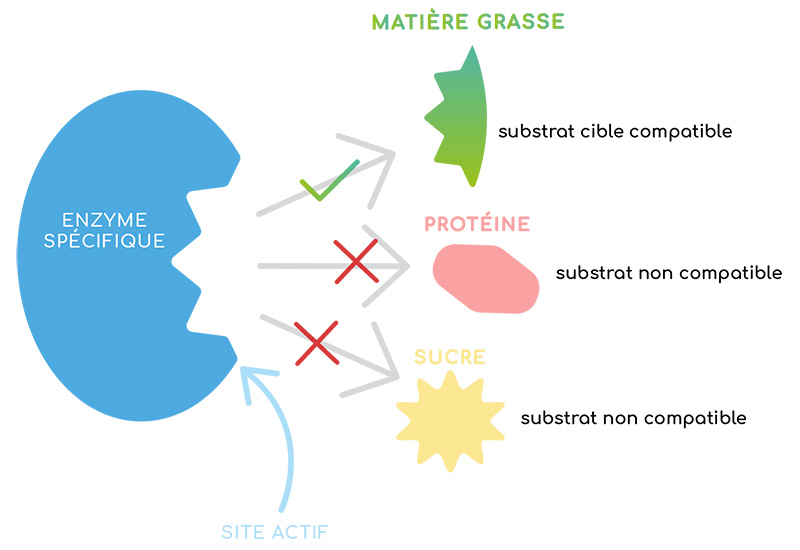 D finition Et Caract ristiques D une Enzyme